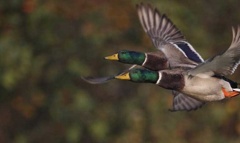 Legend of the Duck - SEC-AAAE